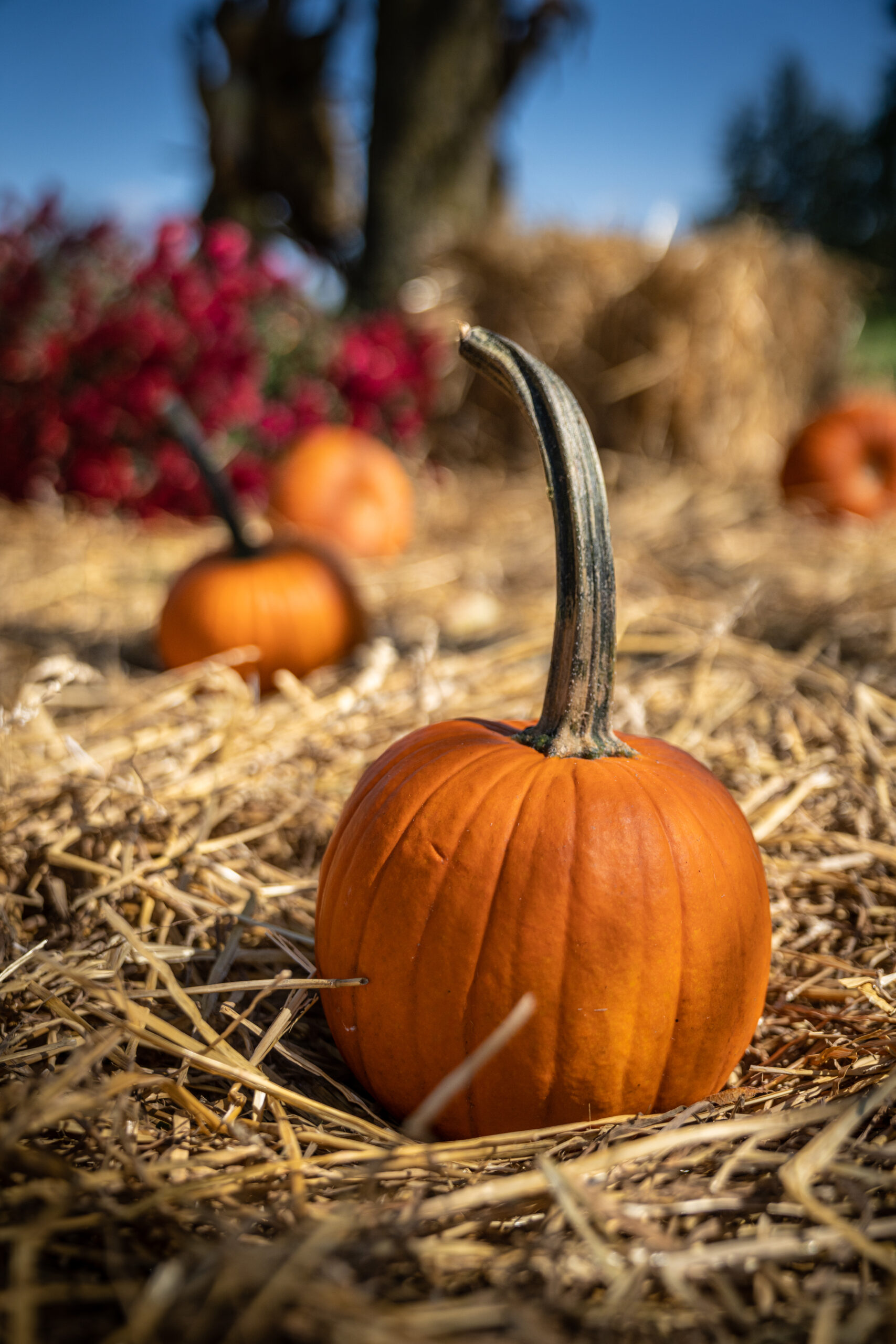 Fall Fest - Brookside Country Club